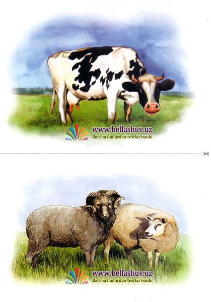 Hayvonlar rasmlar » BELLASHUV.UZ